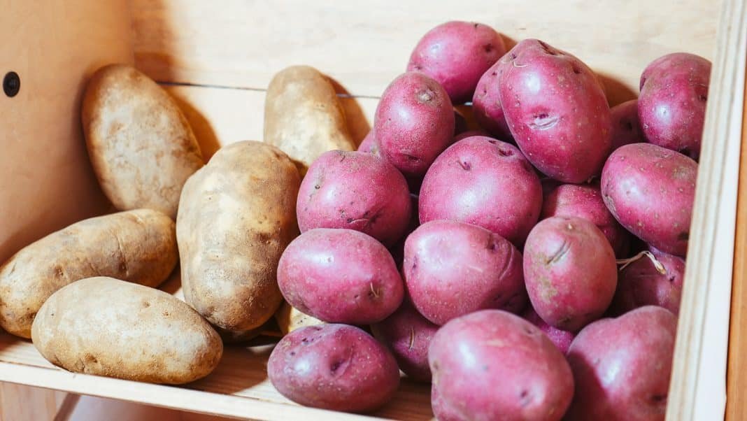 Papas: Todo Lo Que Debes Saber De Este Excelente Alimento